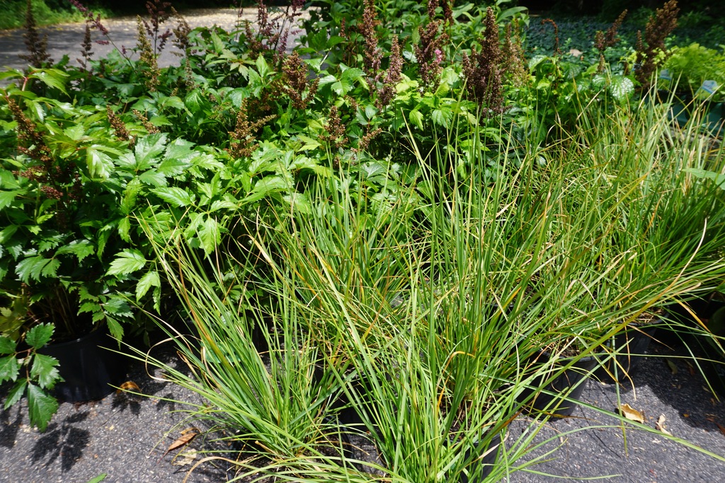 Autumn Moor Grass (Sesleria autumnalis) - North Shore Plant Club