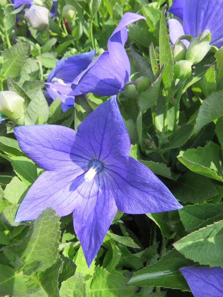 Sentimental Blue Balloon Flower (Platycodon grandiflorus 'Sentimental ...