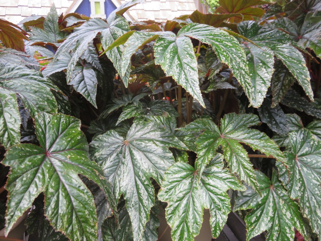 Gryphon Begonia (Begonia x hybrida 'Gryphon') - North Shore Plant Club