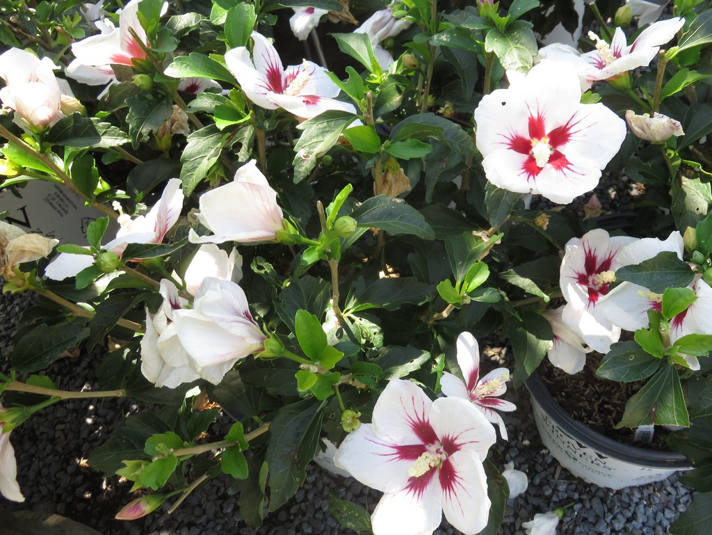 Lil' Kim Rose Of Sharon (Hibiscus syriacus 'Antong Two' LIL' KIM ...