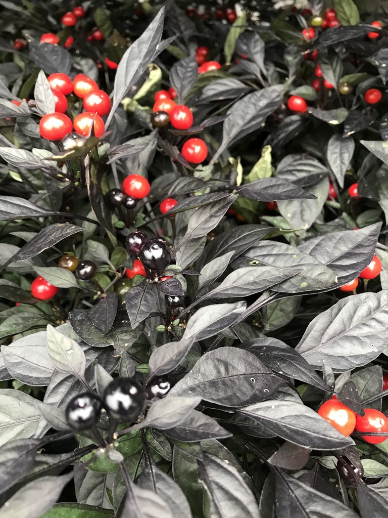 Onyx Red Ornamental Pepper (Capsicum annuum 'Onyx Red') - North Shore ...