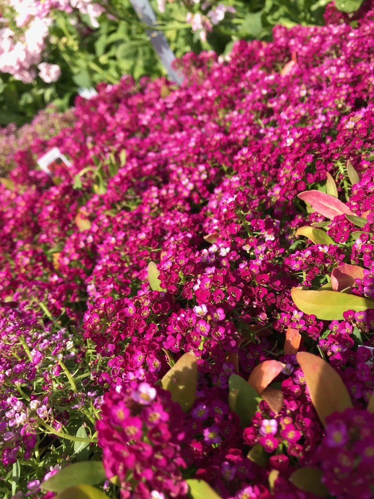 Easter Bonnet Deep Rose Alyssum (Lobularia maritima 'Easter Bonnet Deep ...