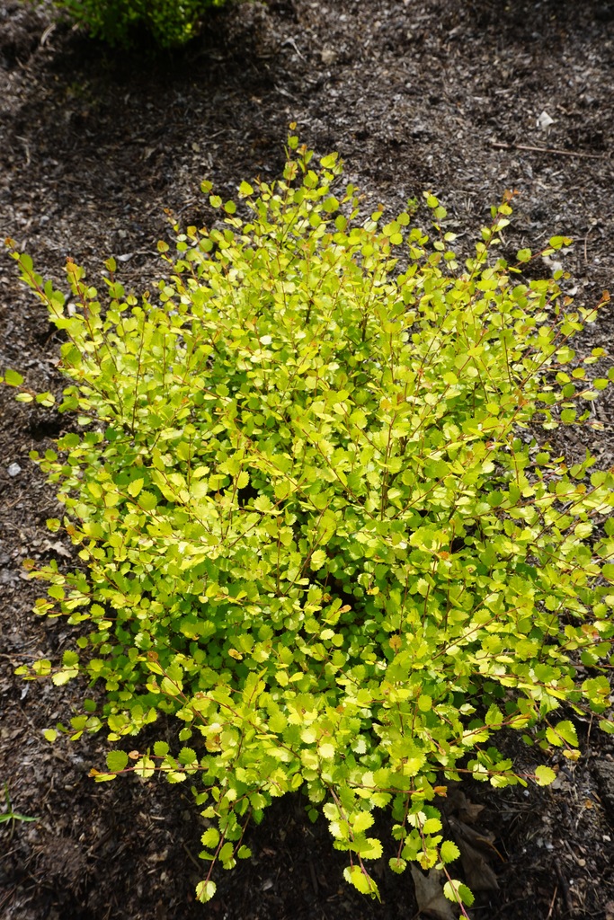 Cesky Gold Dwarf Birch (Betula plettkei 'Golden Treasure') - North ...