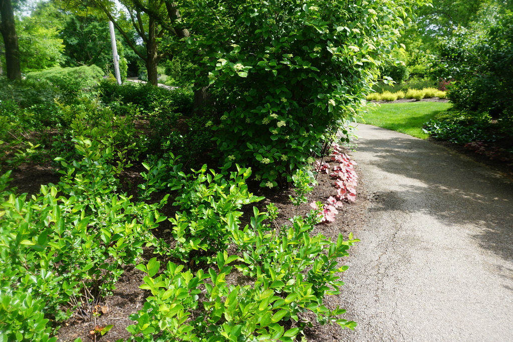 Low Scape Hedger Aronia (Aronia melanocarpa 'UCONNAM166' LOW SCAPE ...