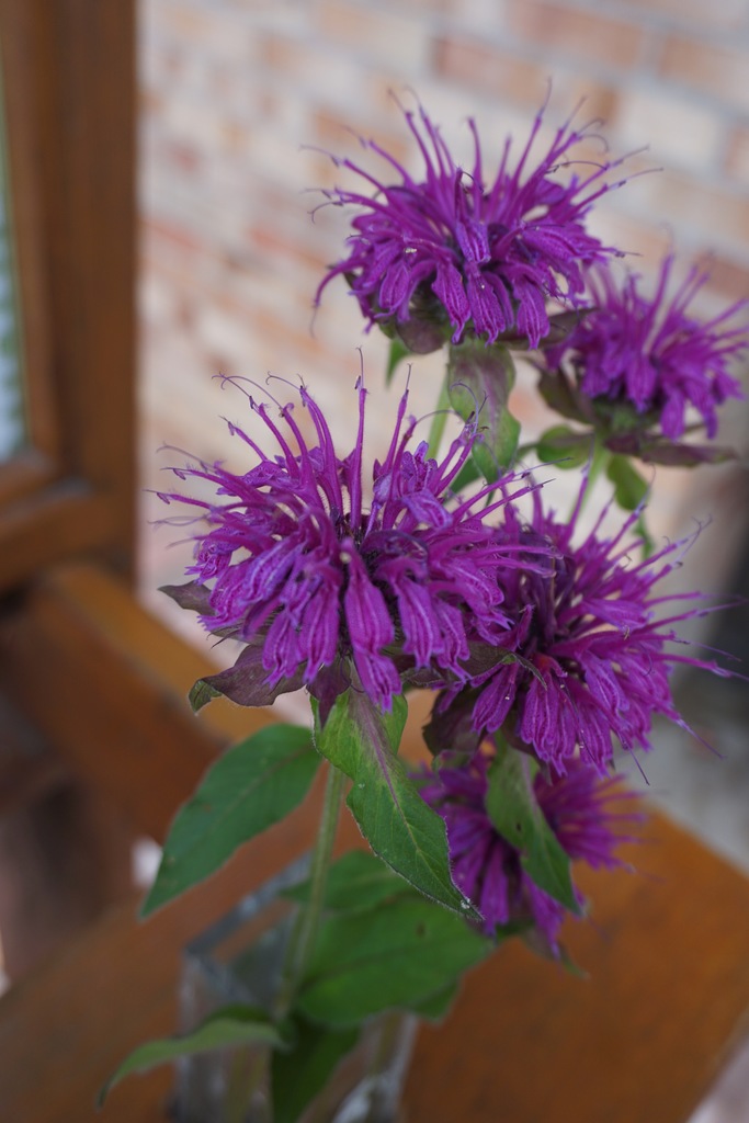 Mojo Bee Balm (Monarda didyma 'Mojo') - North Shore Plant Club
