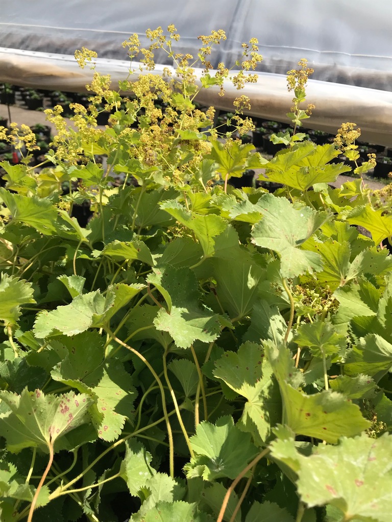 thriller-lady-s-mantle-alchemilla-mollis-thriller-north-shore