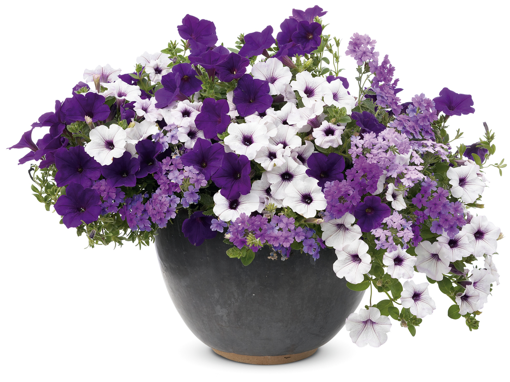 Supertunia Trailing Blue Veined Petunia (Petunia 'Supertunia Trailing ...