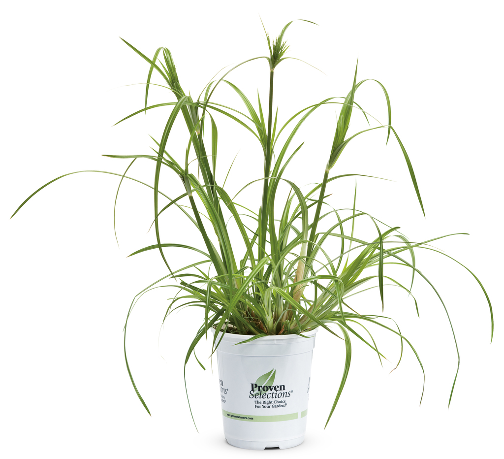 King Tut Papyrus (Cyperus papyrus 'King Tut') - North Shore Plant Club