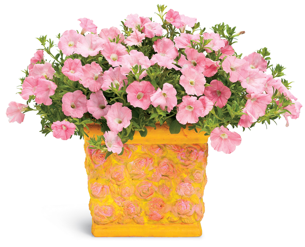 Supertunia Bermuda Beach Petunia (Petunia 'Supertunia Bermuda Beach ...