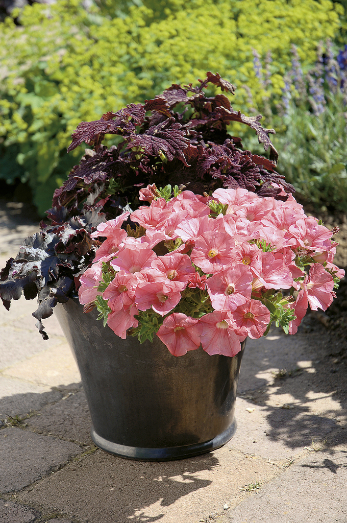 Supertunia Bermuda Beach Petunia (Petunia 'Supertunia Bermuda Beach ...