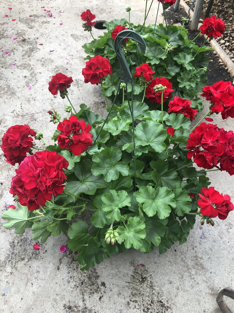 Calliope Dark Red Geranium (Pelargonium 'Calliope Dark Red') - North ...