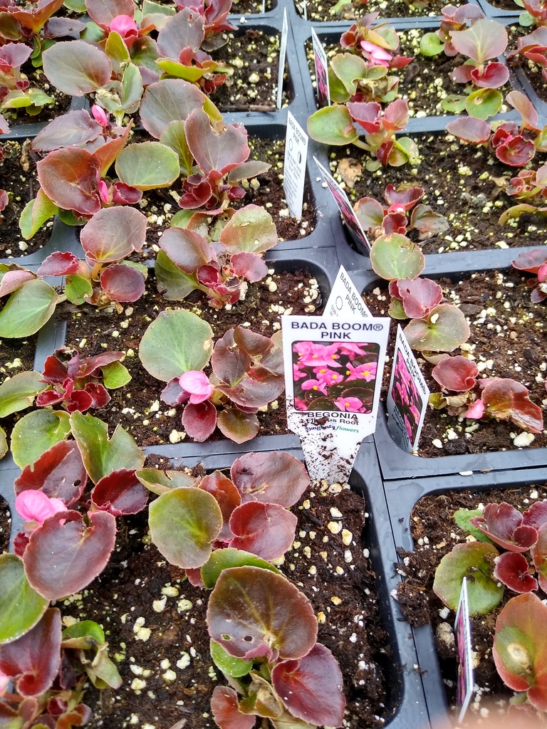 Bada Boom Pink Begonia (Begonia 'Bada Boom Pink') - North Shore Plant Club
