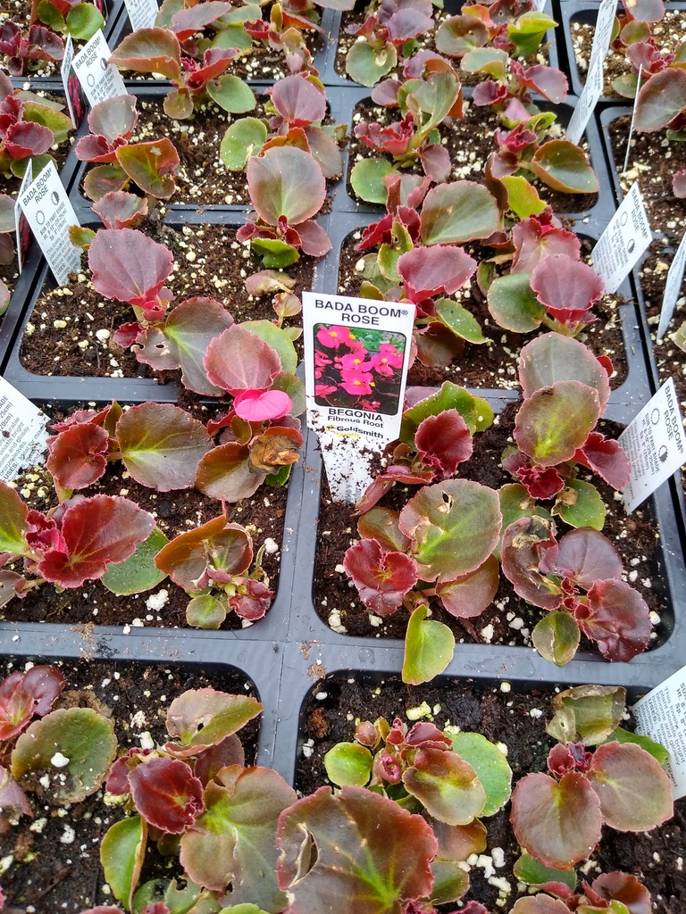 Bada Boom Rose Begonia (Begonia 'Bada Boom Rose') - North Shore Plant Club