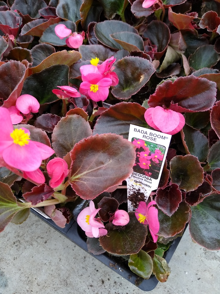 Bada Boom Rose Begonia (Begonia 'Bada Boom Rose') - North Shore Plant Club
