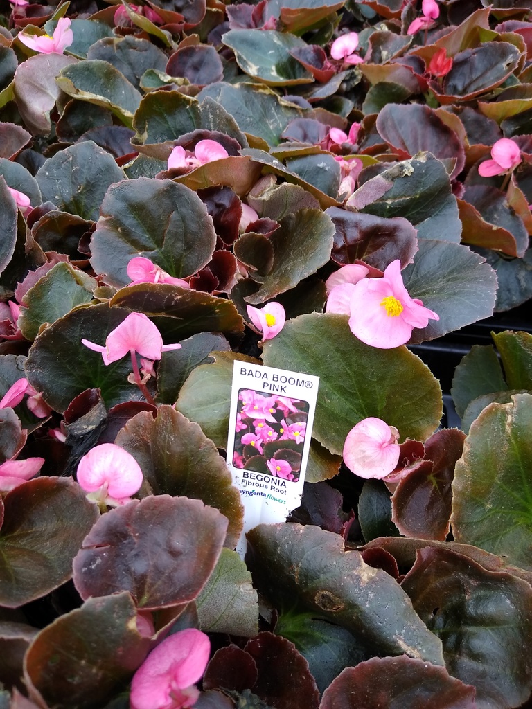 Bada Boom Pink Begonia (Begonia 'Bada Boom Pink') - North Shore Plant Club