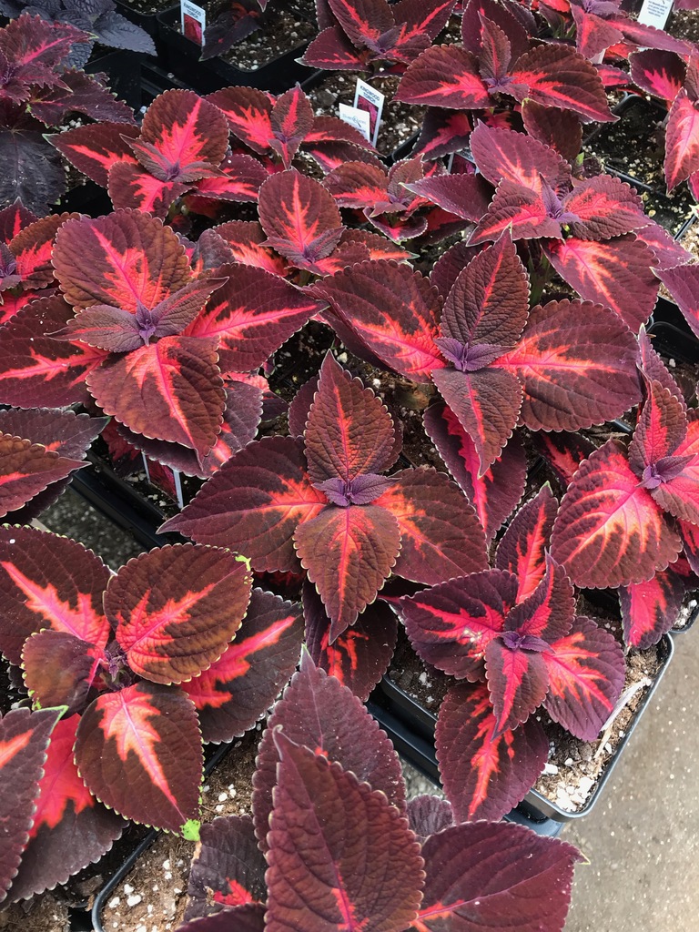 Colorblaze Kingswood Torch Coleus (Solenostemon scutellarioides ...