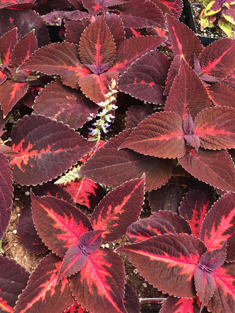 Colorblaze Kingswood Torch Coleus (Solenostemon scutellarioides ...