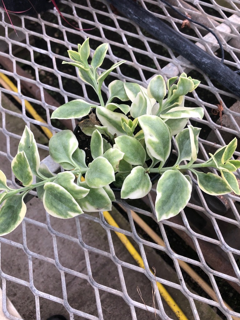 Mezoo Trailing Red Livingstone Daisy (Dorotheanthus bellidiformis ...