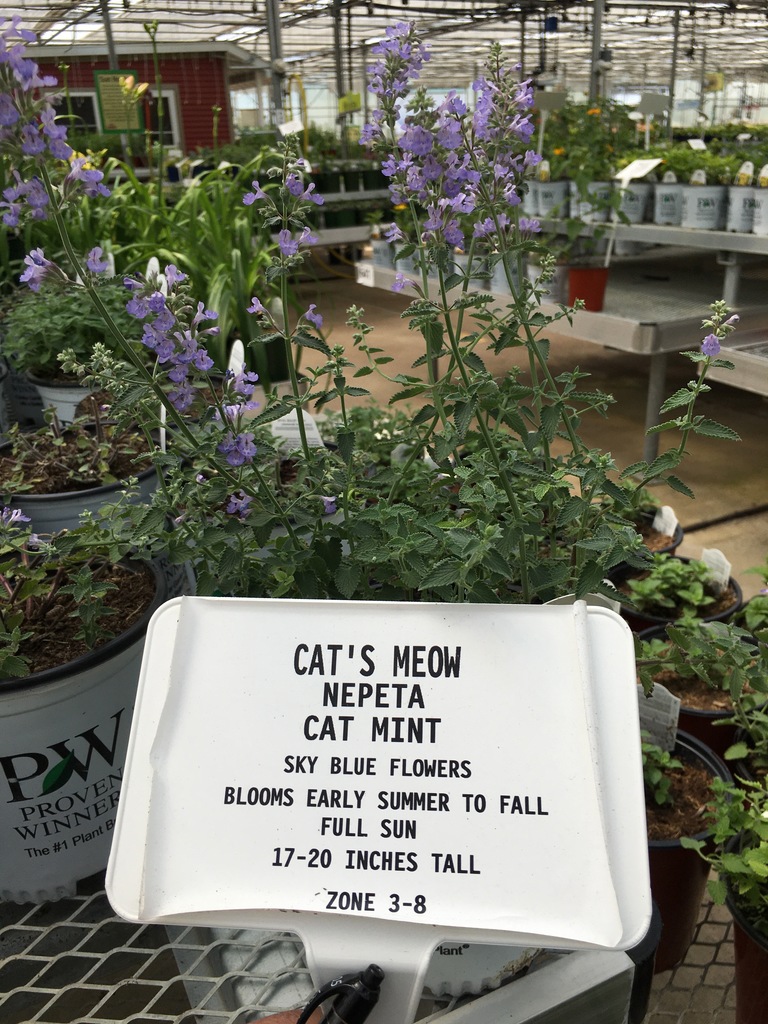Cat's Meow Catmint (Nepeta x faassenii 'Cat's Meow') - North Shore ...