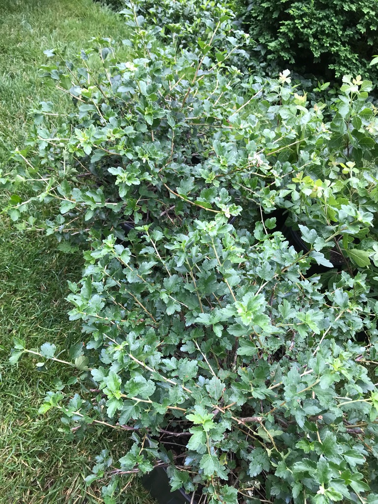 Green Mound Alpine Currant (Ribes alpinum 'Green Mound') - North Shore ...
