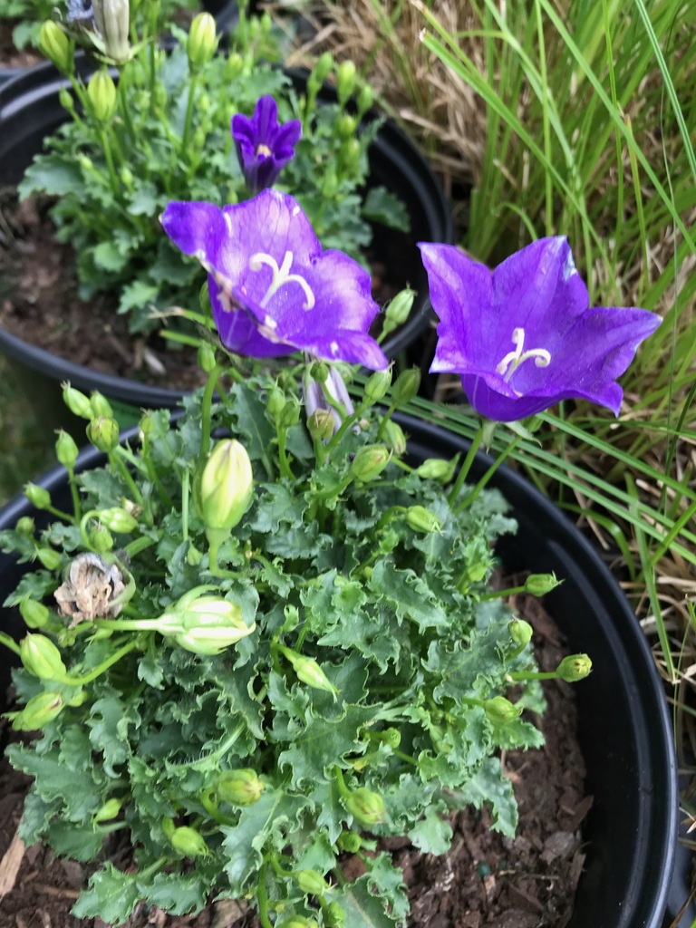 Pearl Deep Blue Bellflower (Campanula 'Pearl Deep Blue') - North Shore ...