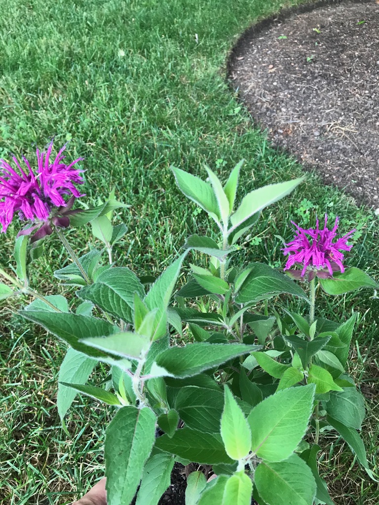 Mojo Bee Balm (Monarda didyma 'Mojo') - North Shore Plant Club