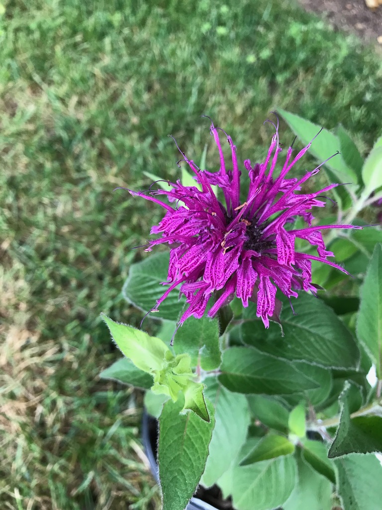 Mojo Bee Balm (Monarda didyma 'Mojo') - North Shore Plant Club