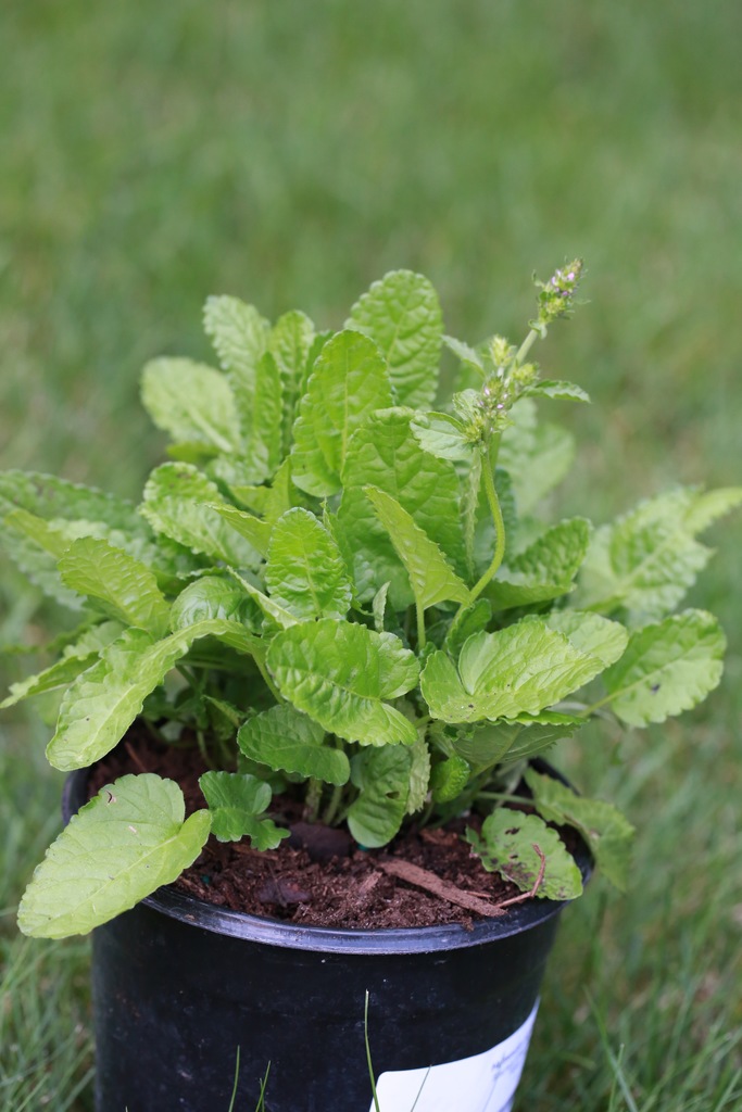 Hummelo Alpine Betony (Stachys officinalis 'Hummelo') - North Shore ...