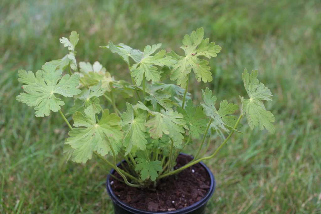 Bevan's Variety Bigroot Geranium (Geranium macrorrhizum 'Bevan's ...