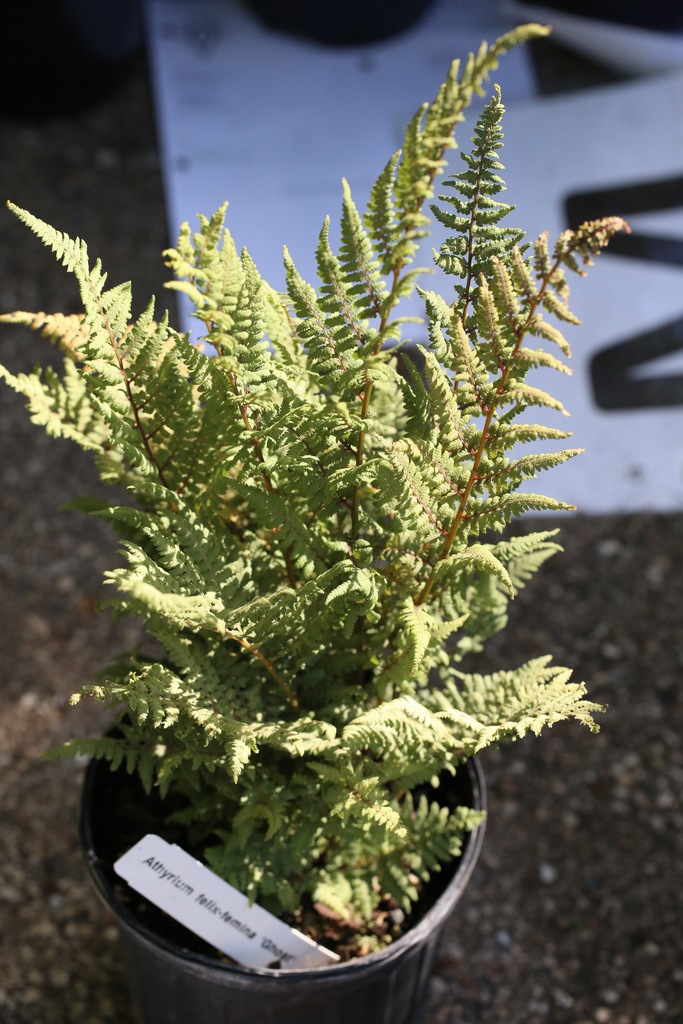 Ghost Fern (Athyrium 'Ghost') - North Shore Plant Club