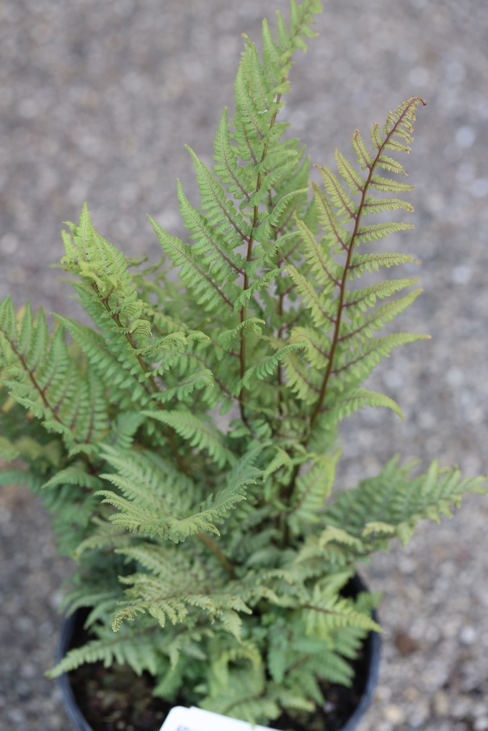 Ghost Fern (Athyrium 'Ghost') - North Shore Plant Club