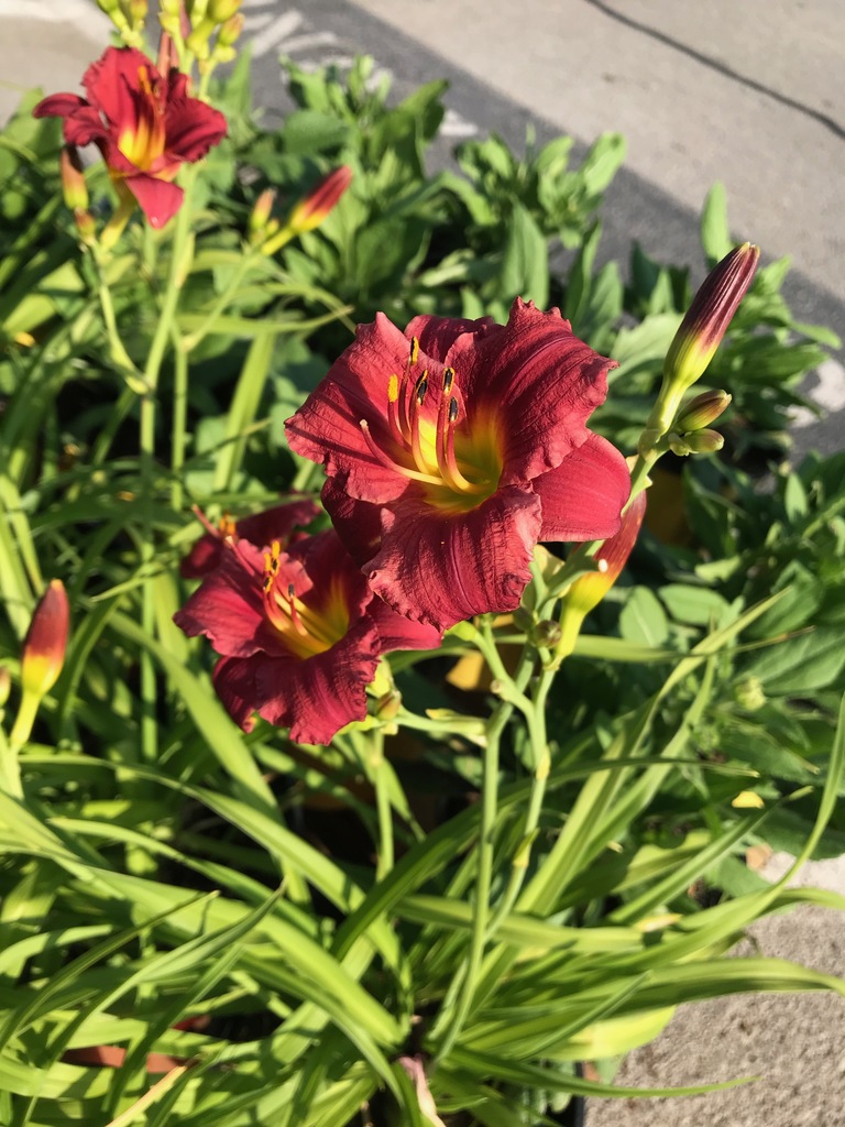 Pardon Me Daylily (Hemerocallis 'Pardon Me') - North Shore Plant Club
