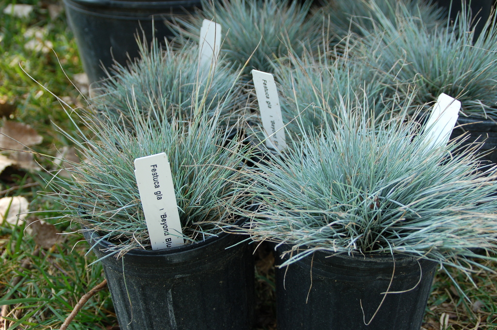 Beyond Blue Blue Fescue (Festuca glauca 'Casca11' BEYOND BLUE) - North ...