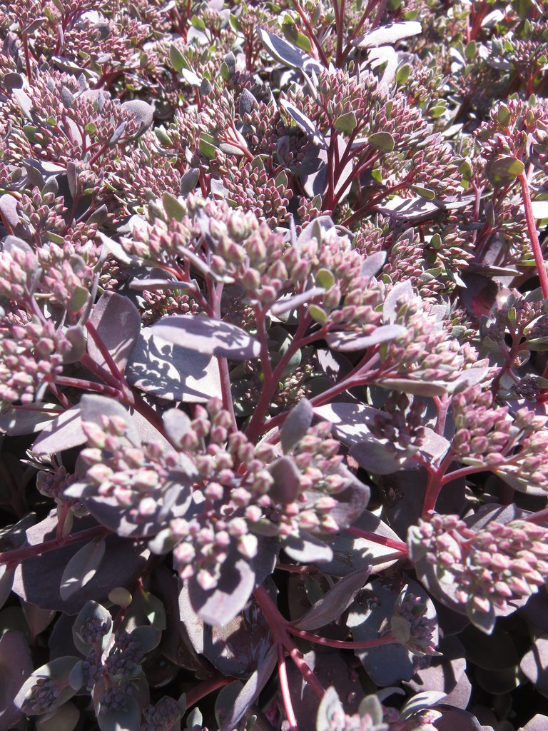 Sunsparkler Firecracker Sedum (Sedum 'Firecracker') - North Shore Plant ...