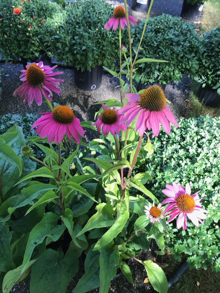 Magnus Purple Coneflower (Echinacea purpurea 'Magnus') - North Shore ...