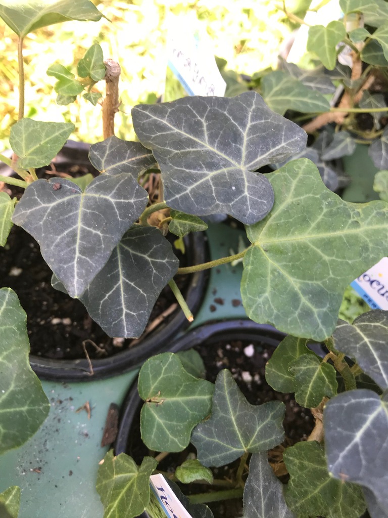 Small Leaf English Ivy (Hedera helix 'Wilson') - North Shore Plant Club