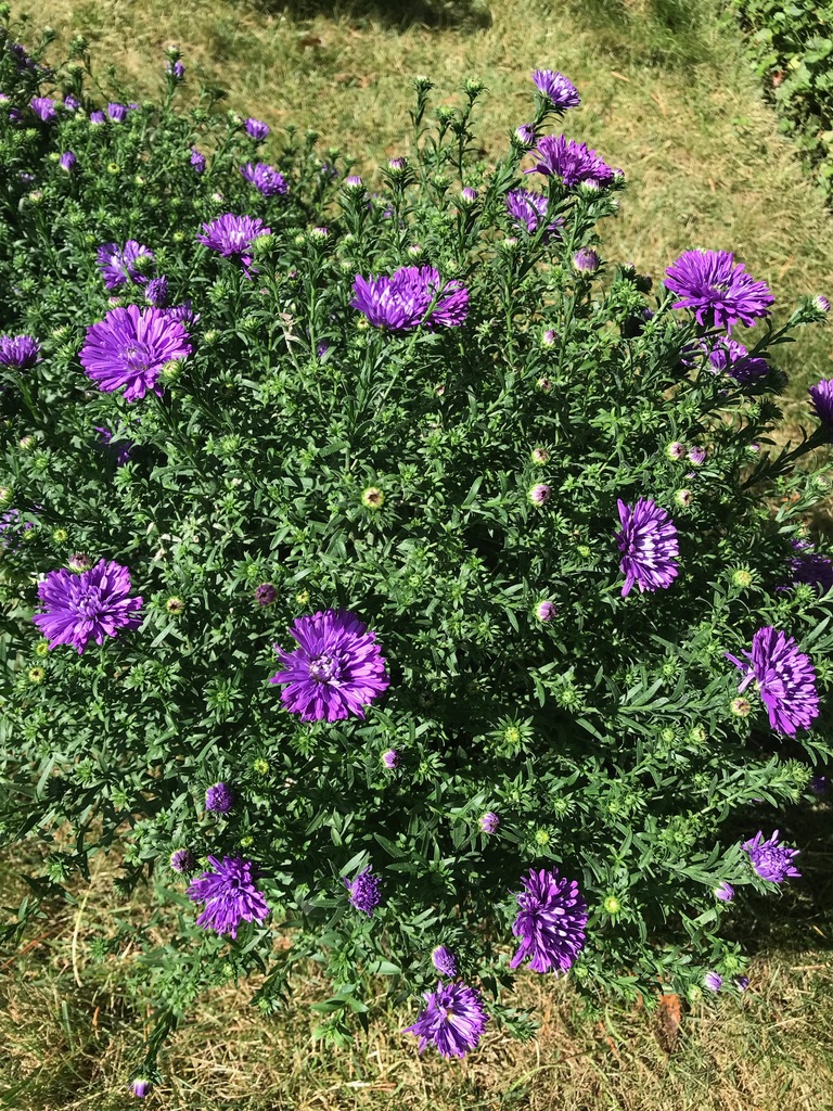 Double Fall Purple Aster (Aster 'Double Fall Purple') - North Shore ...