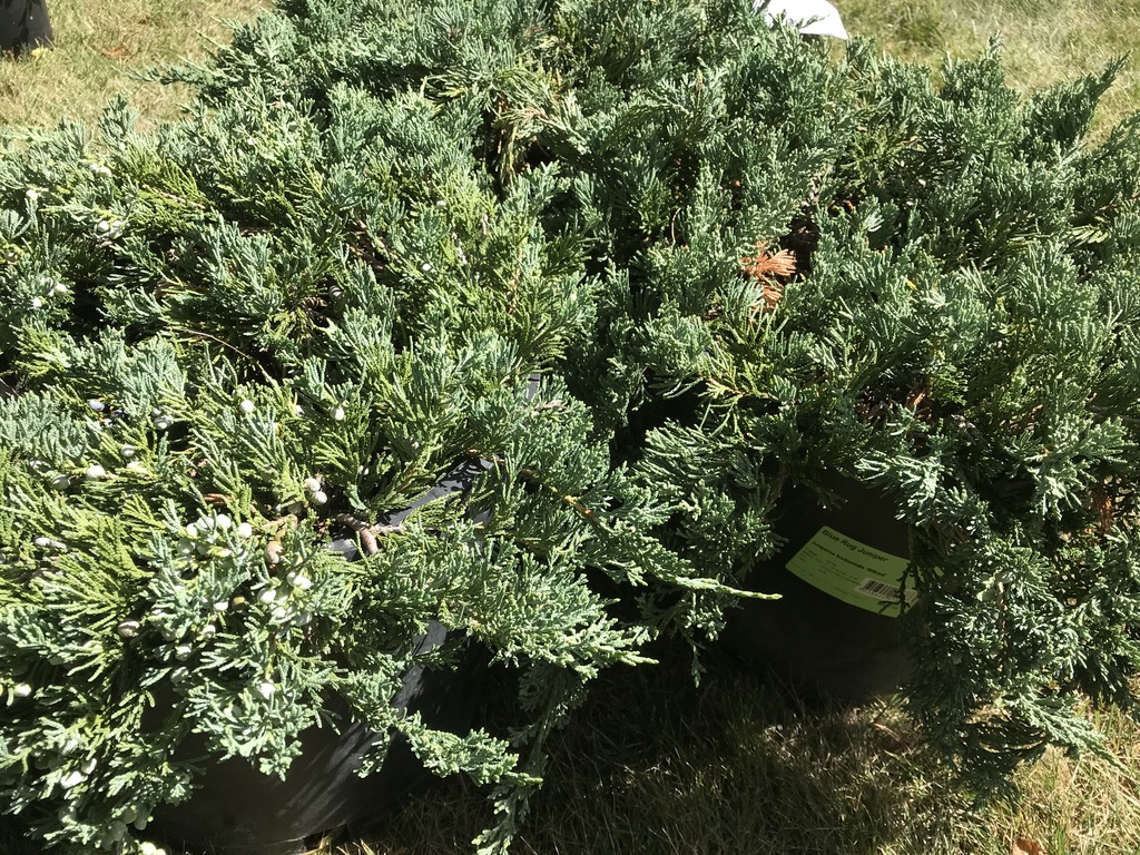 Blue Rug Juniper 'Wiltonii' (Juniperus horizontalis 'Wiltonii') - North ...