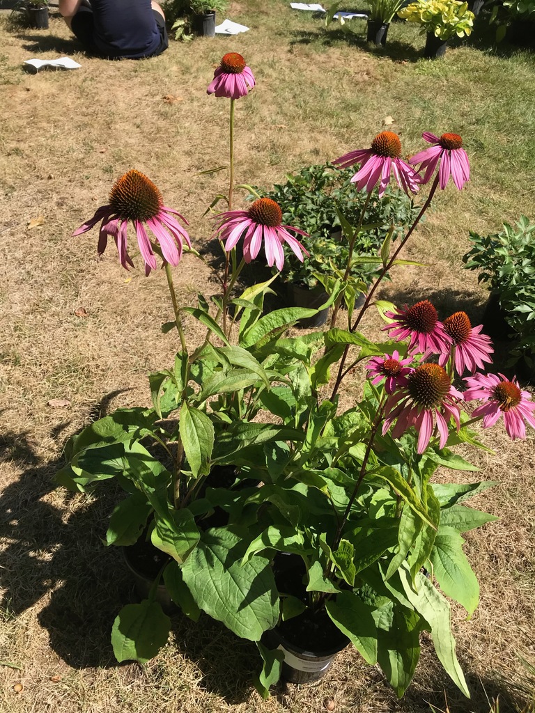 Magnus Purple Coneflower (Echinacea purpurea 'Magnus') - North Shore ...