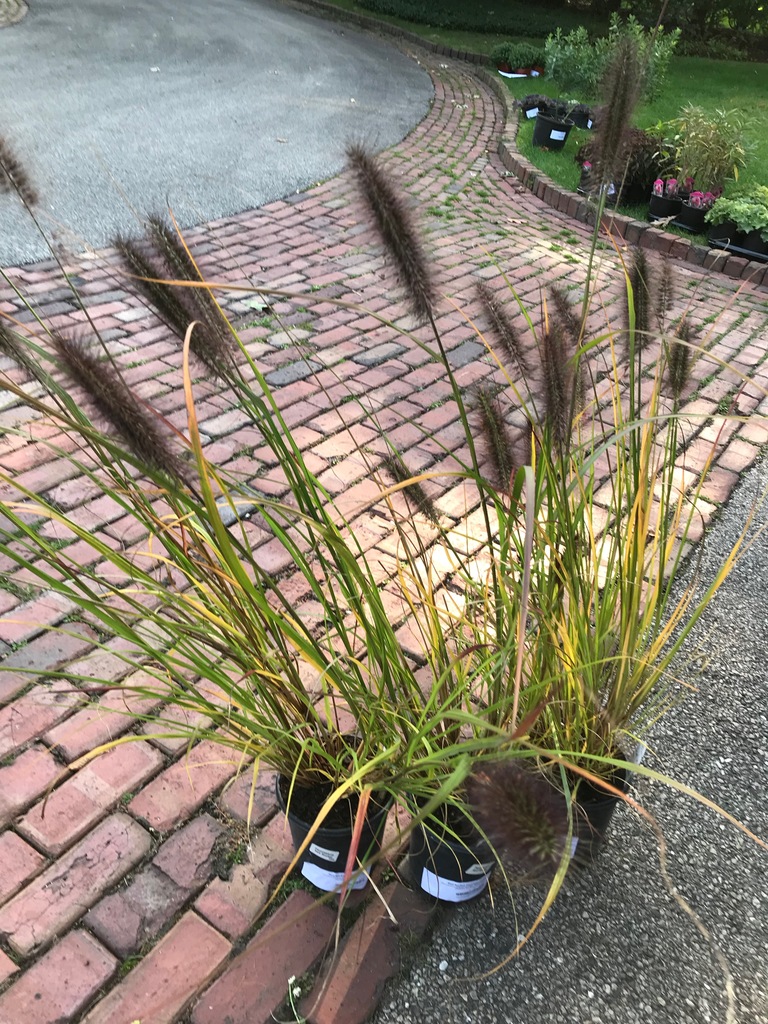 Red Rocket Fountain Grass (Pennisetum alopecuroides 'Red Rocket ...