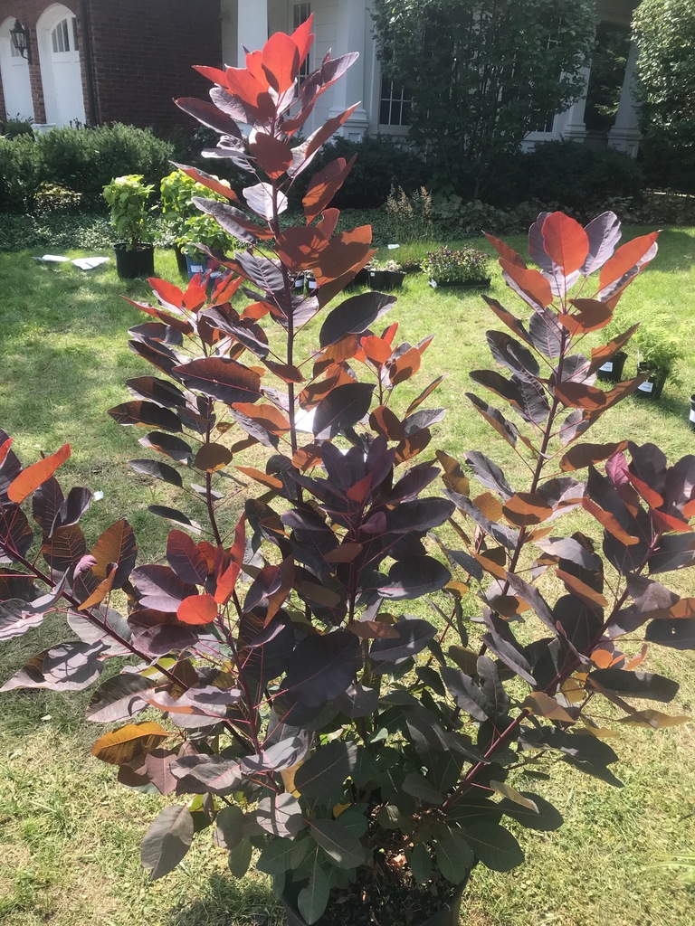 Grace Smokebush (Cotinus 'Grace') - North Shore Plant Club