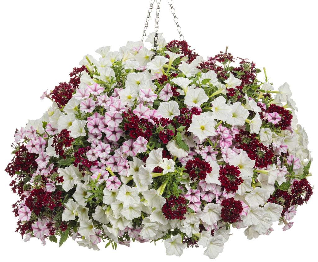 Supertunia Mini Vista Pink Star Petunia (Petunia 'Supertunia Mini Vista ...