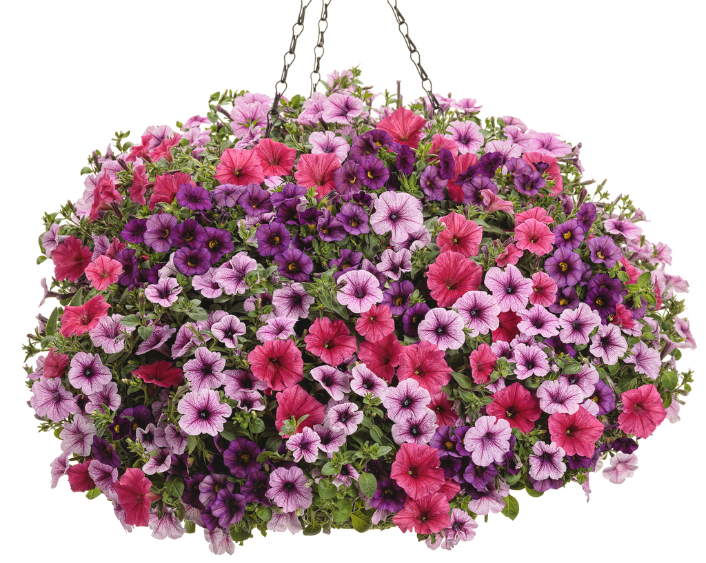 Supertunia Vista Paradise Petunia (Petunia 'Supertunia Vista Paradise ...