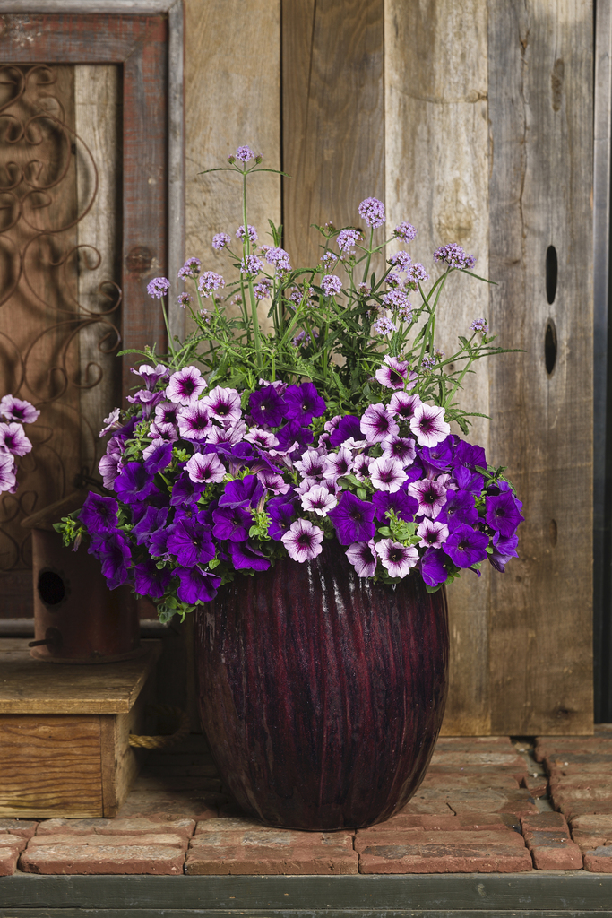 Supertunia Bordeaux Petunia (Petunia 'Supertunia Bordeaux') - North ...