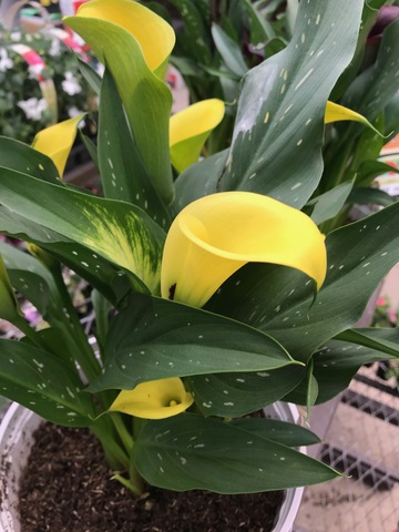 Sun Club Calla Lily (Zantedeschia 'Sun Club') - Winnetka Plant Club ...