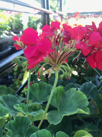 Savannah Hot Rod Red Geranium (Pelargonium x hortorum 'Savannah Hot Rod ...