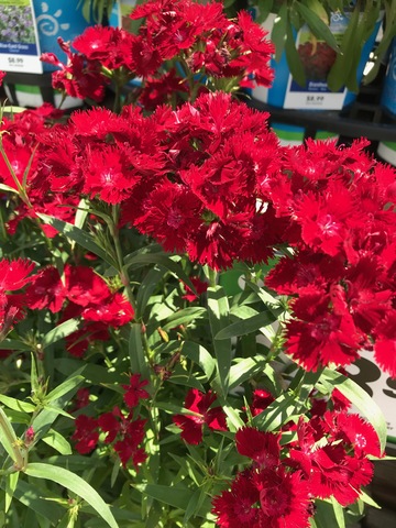 Rockin' Red Sweet William (Dianthus x barbatus interspecific 'Rockin ...