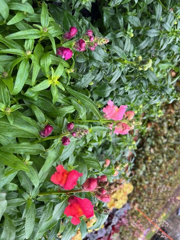 Snaptastic Snapdragon Mix (Antirrhinum majus 'Snaptastic Mix ...