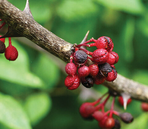 Toothache Tree (Zanthoxylum americanum) - Winnetka Plant Club | North ...