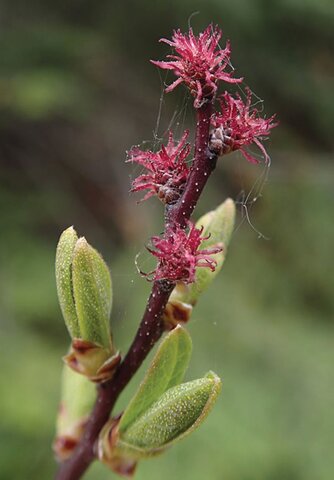 Sweet Gale Myrica (Myrica gale L.) - Winnetka Plant Club | North Shore ...
